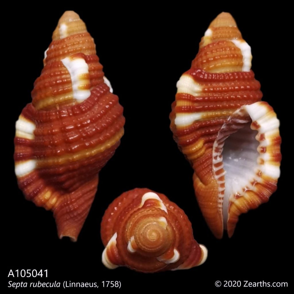 [A108572] Indothais javanica (Philippi, 1848) – Zearth's Collections