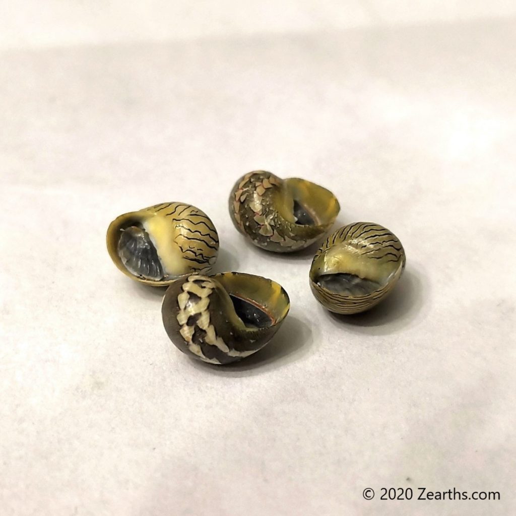 [A113501] Clithon oualaniense (Lesson, 1831) – Zearth's Collections