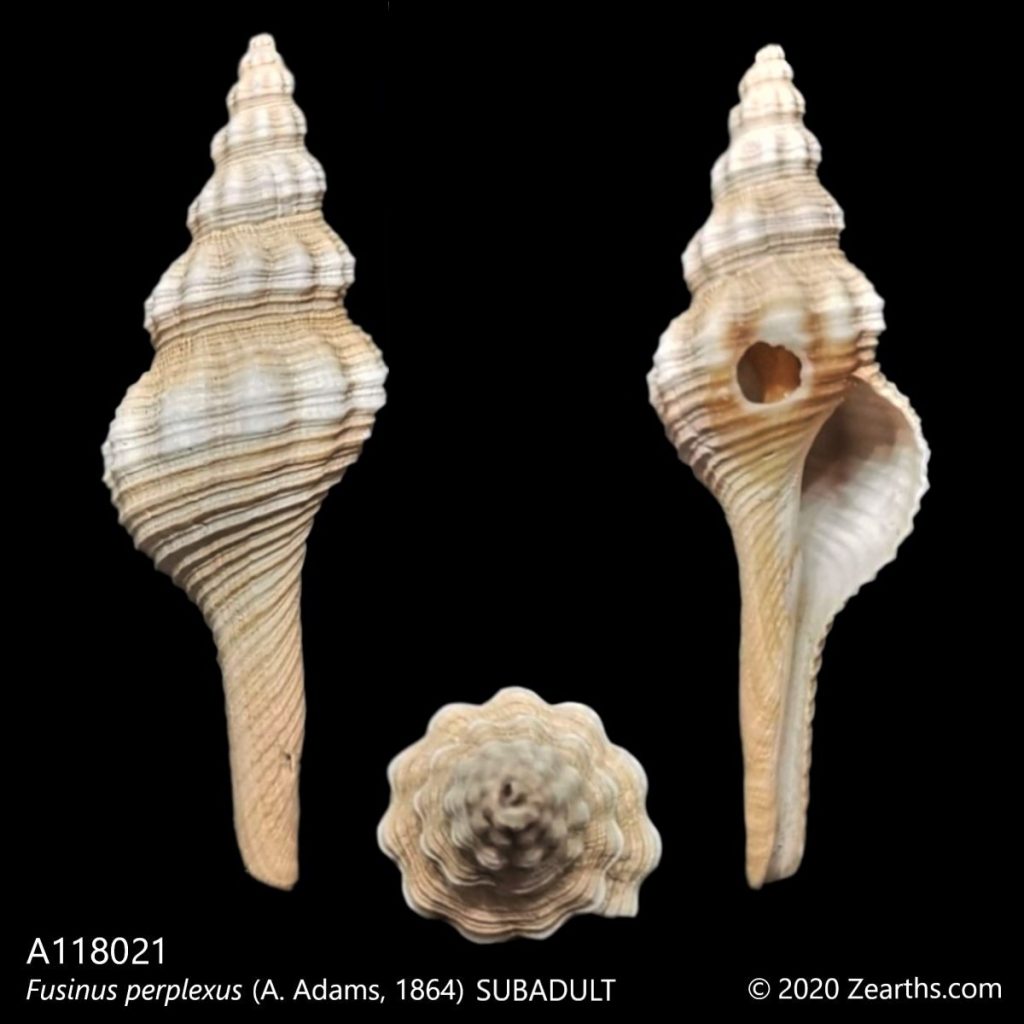 [A118021] Fusinus perplexus (A. Adams, 1864) SUBADULT – Zearth's Collections
