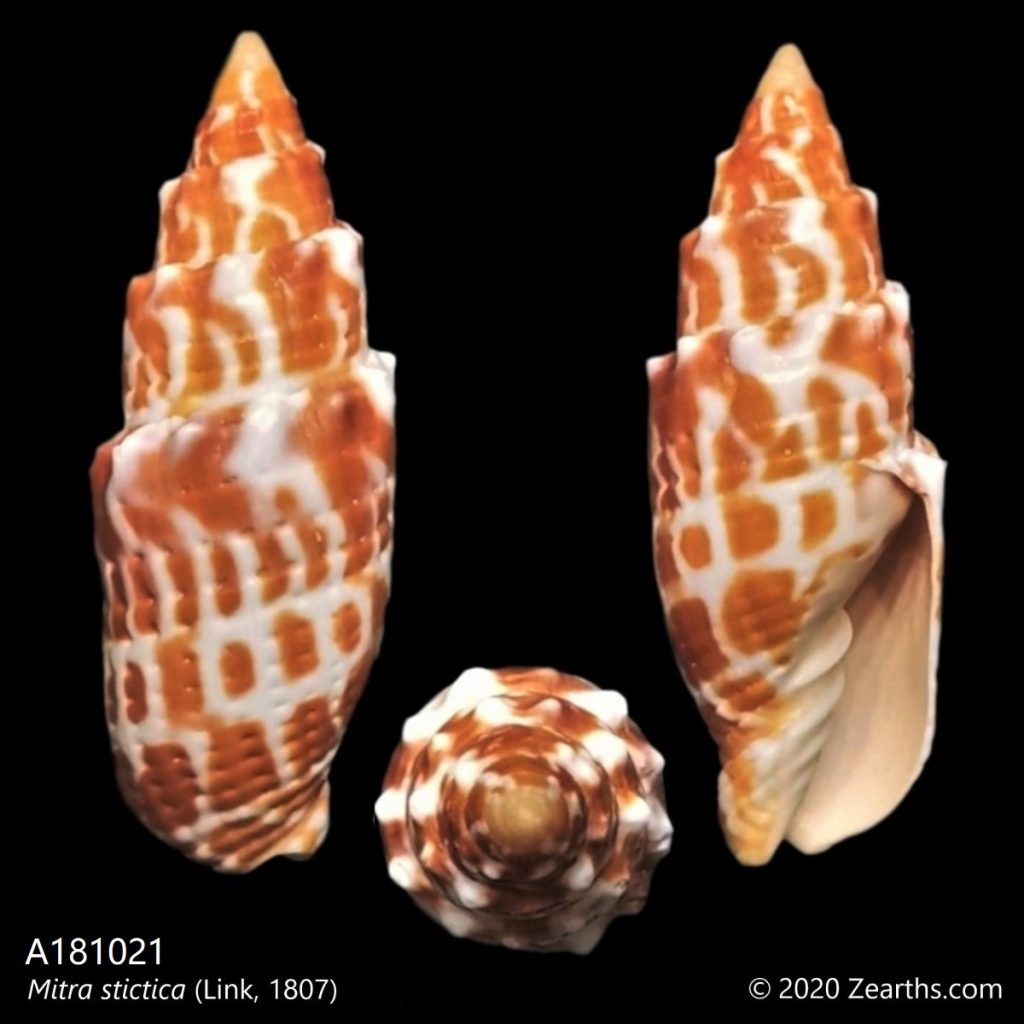 [A181021] Mitra stictica (Link, 1807) – Zearth's Collections