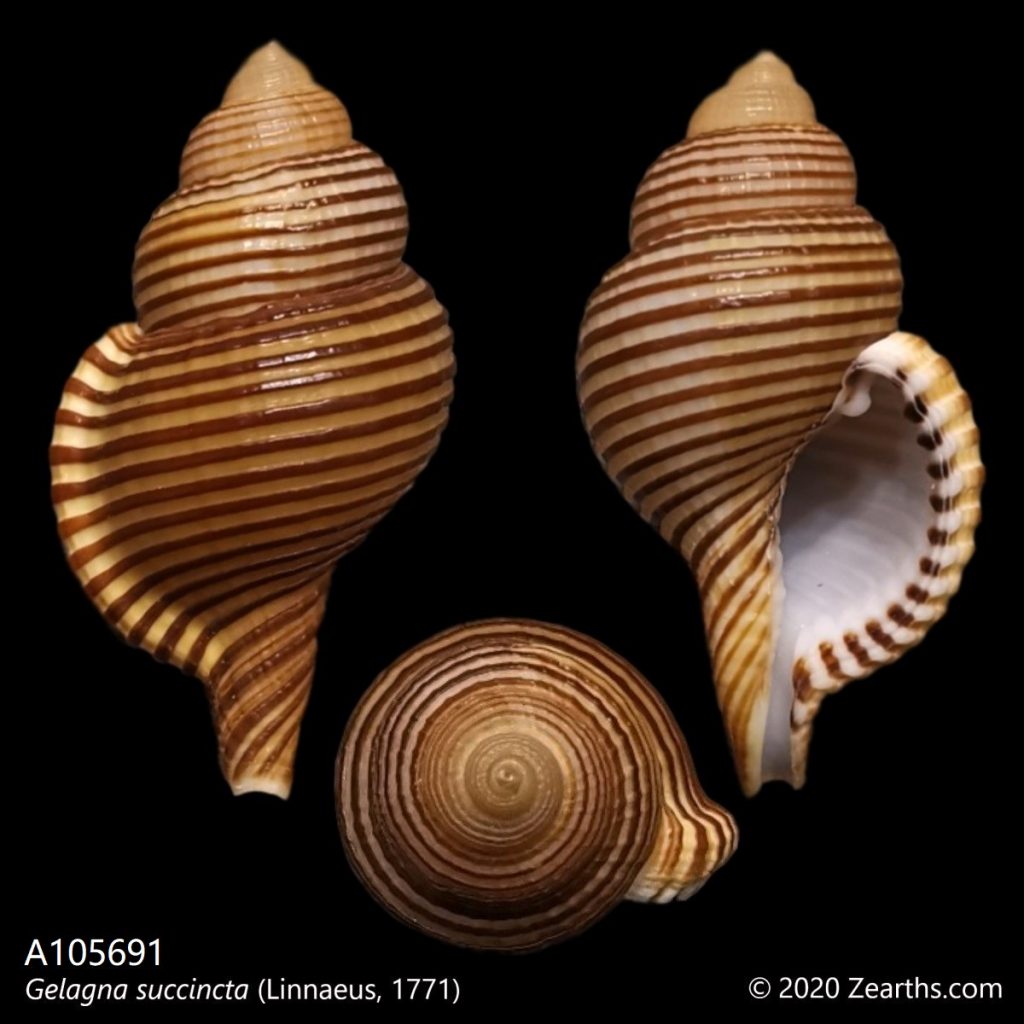 [A105691] Gelagna succincta (Linnaeus, 1771) – Zearth's Collections