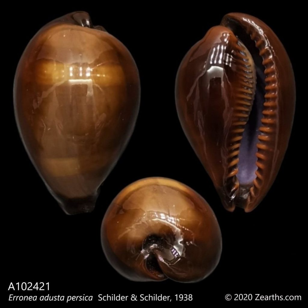 [A102421] Erronea adusta persica F. A. Schilder & M. Schilder, 1938 – Zearth's Collections