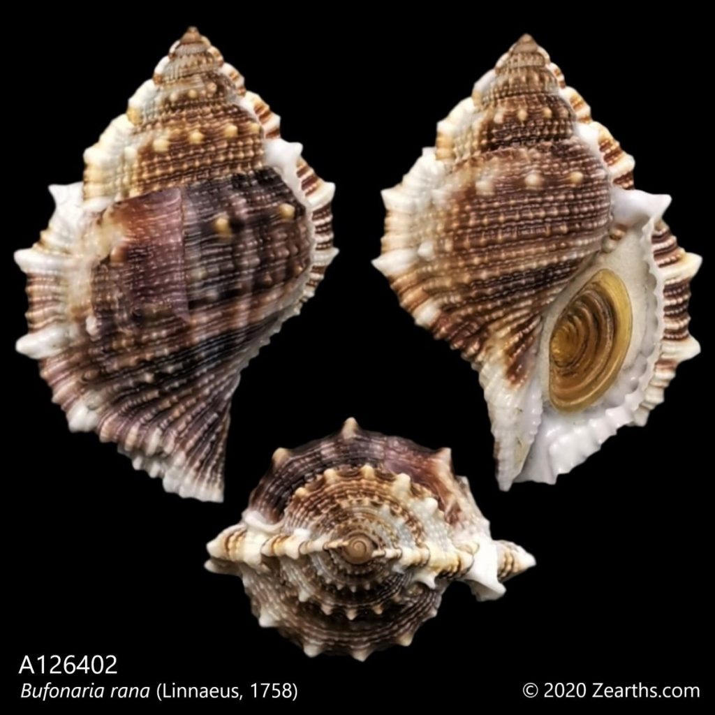 [A126402] Bufonaria rana (Linnaeus, 1758) – Zearth's Collections