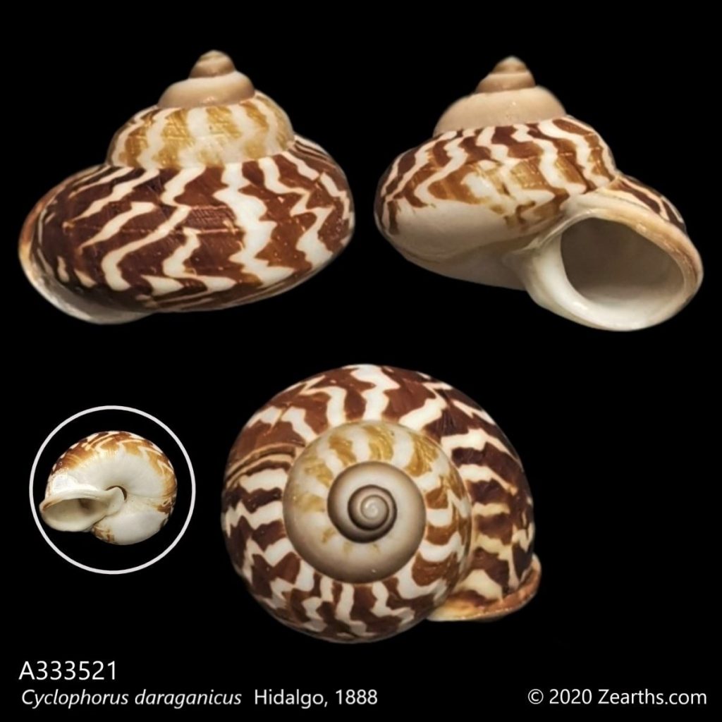 [A333521] Cyclophorus daraganicus Hidalgo, 1888 – Zearth's Collections