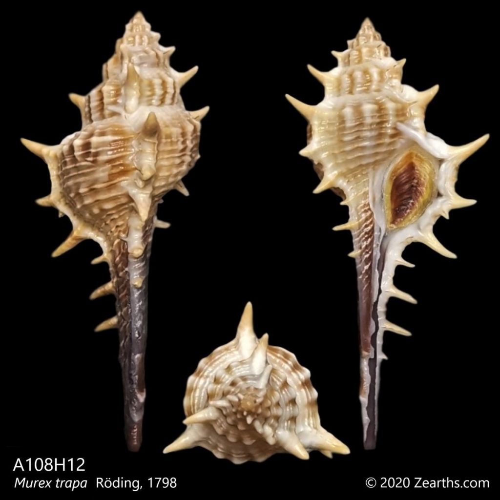 [A108H12] Murex trapa Röding, 1798 – Zearth's Collections