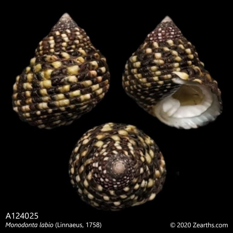 [A124025] Monodonta labio (Linnaeus, 1758) – Zearth's Collections