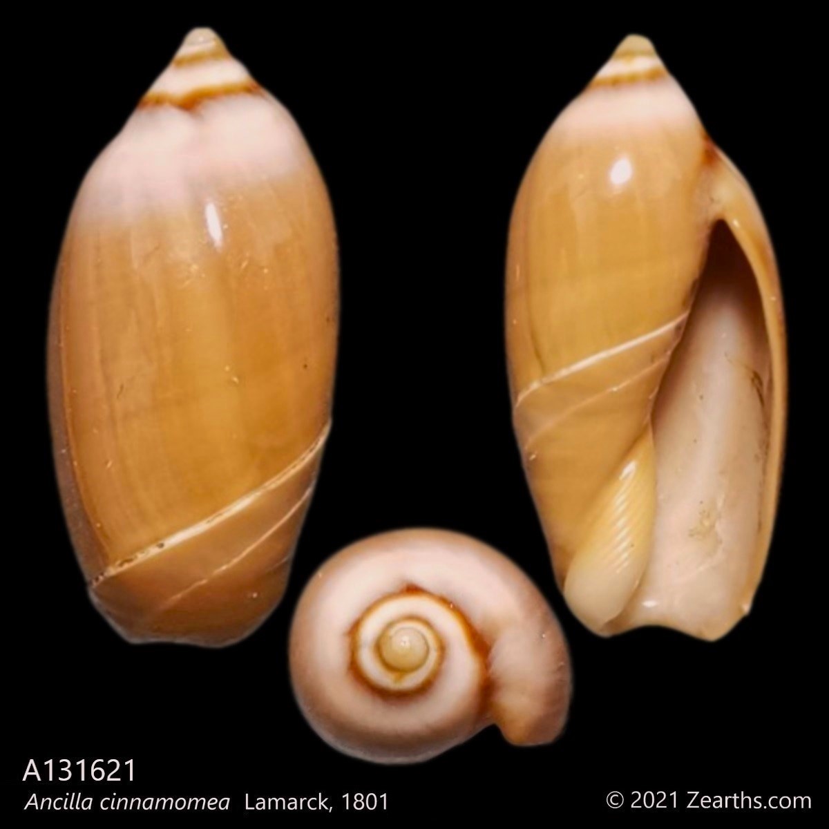[A131621] Ancilla cinnamomea Lamarck, 1801 – Zearth's Collections