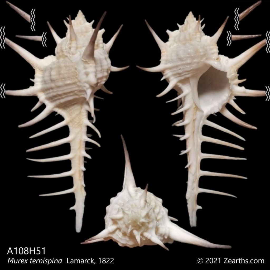 [A108H51] Murex ternispina Lamarck, 1822 – Zearth's Collections
