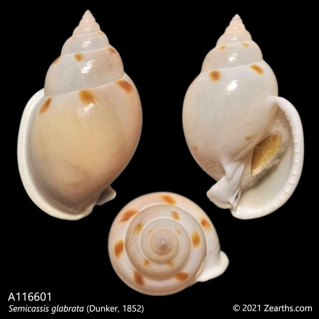 [A116601] Semicassis glabrata (Dunker, 1852) – Zearth's Collections