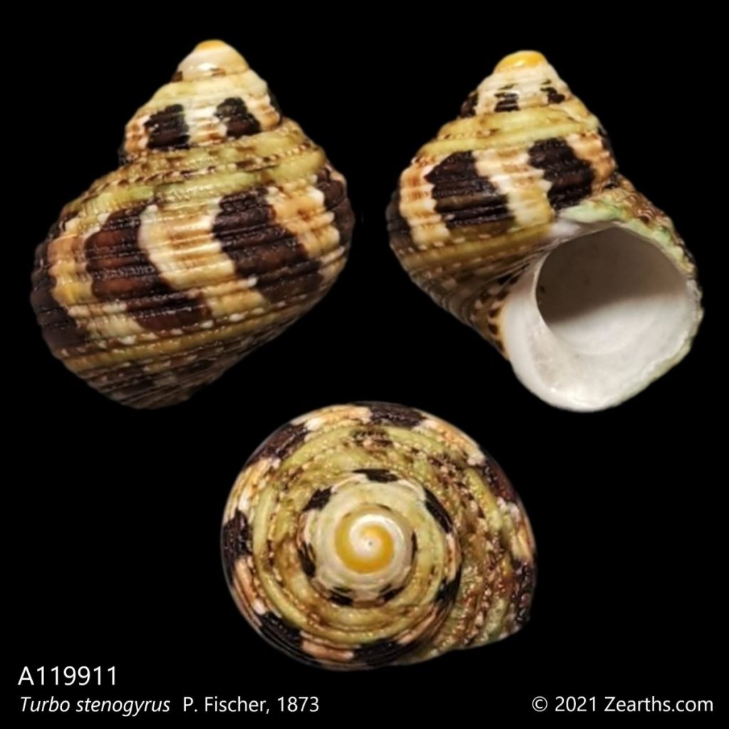 [A119911] Turbo stenogyrus P. Fischer, 1873 – Zearth's Collections