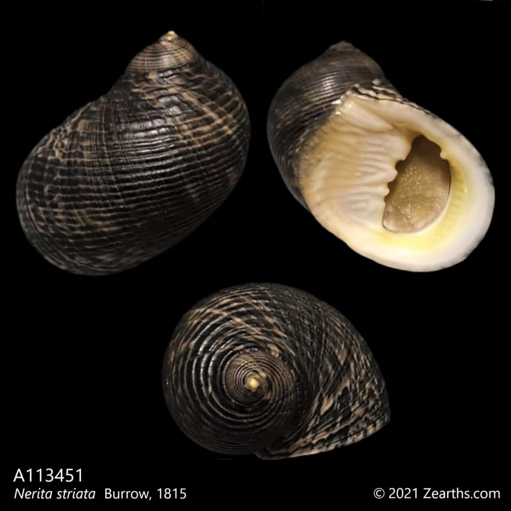 [A113451] Nerita striata Burrow, 1815 – Zearth's Collections
