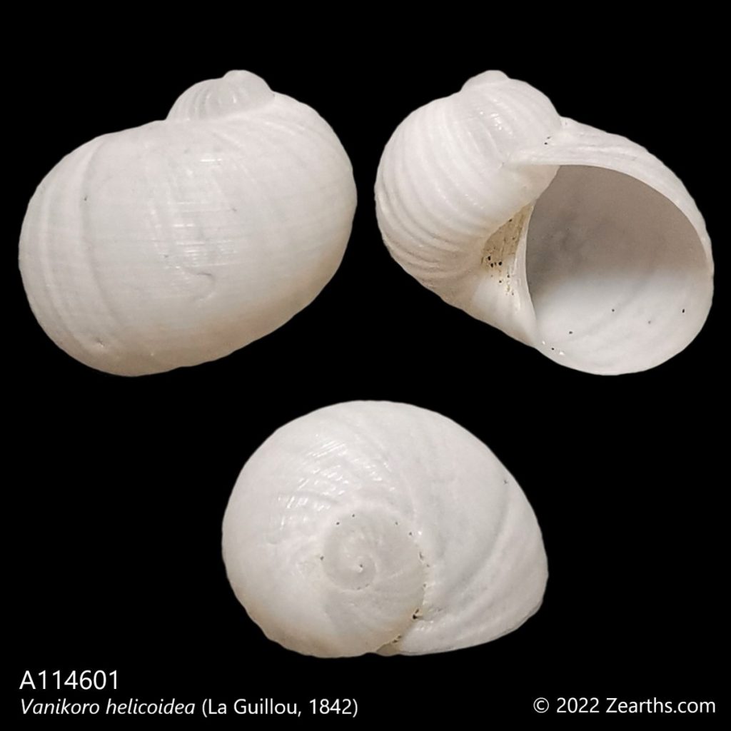 [A114601] Vanikoro helicoidea (La Guillou, 1842) – Zearth's Collections