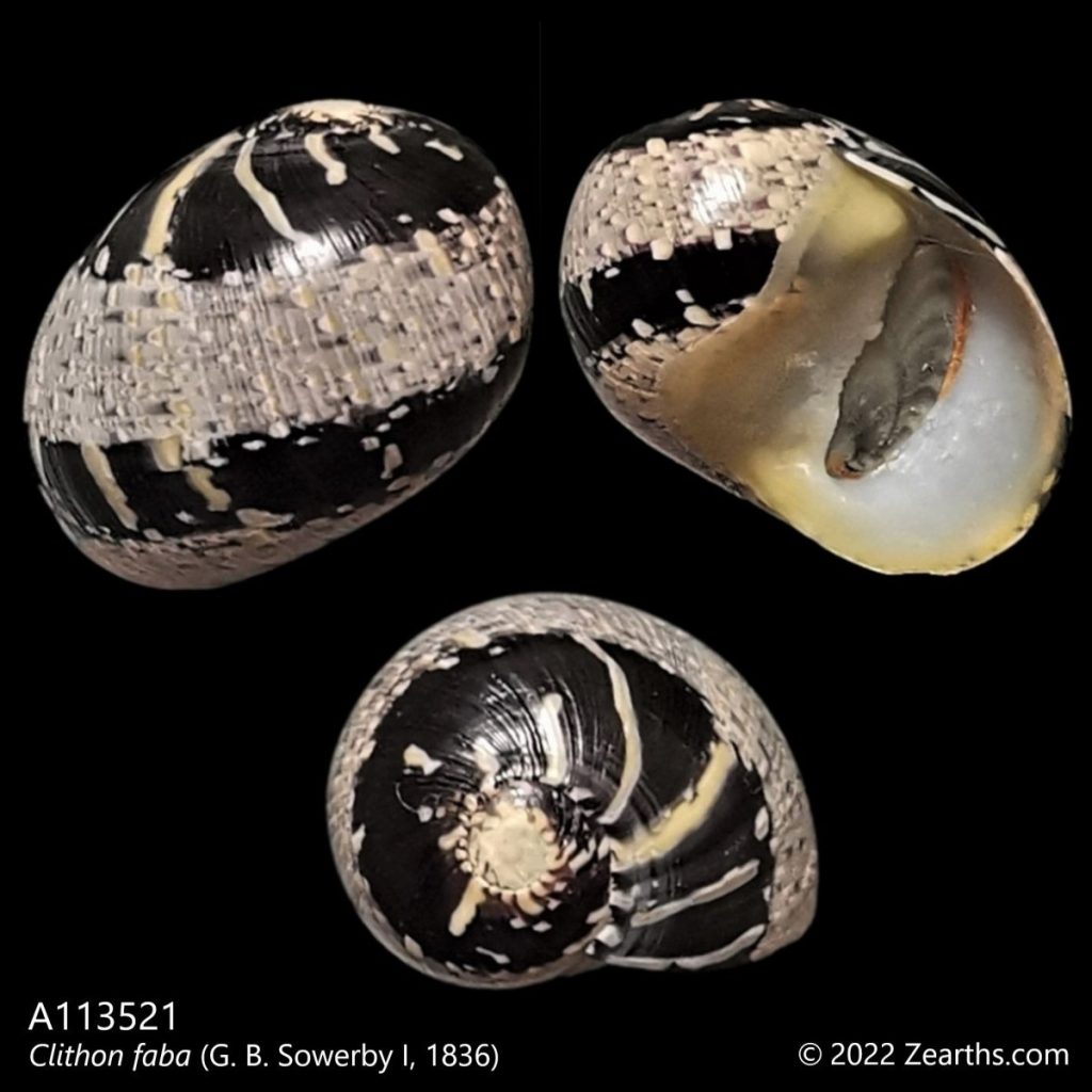 [A113521] Clithon faba (G. B. Sowerby I, 1836) – Zearth's Collections
