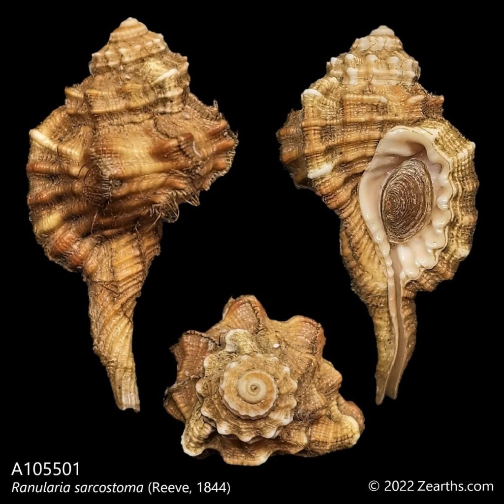[A105501] Ranularia sarcostoma (Reeve, 1844) – Zearth's Collections