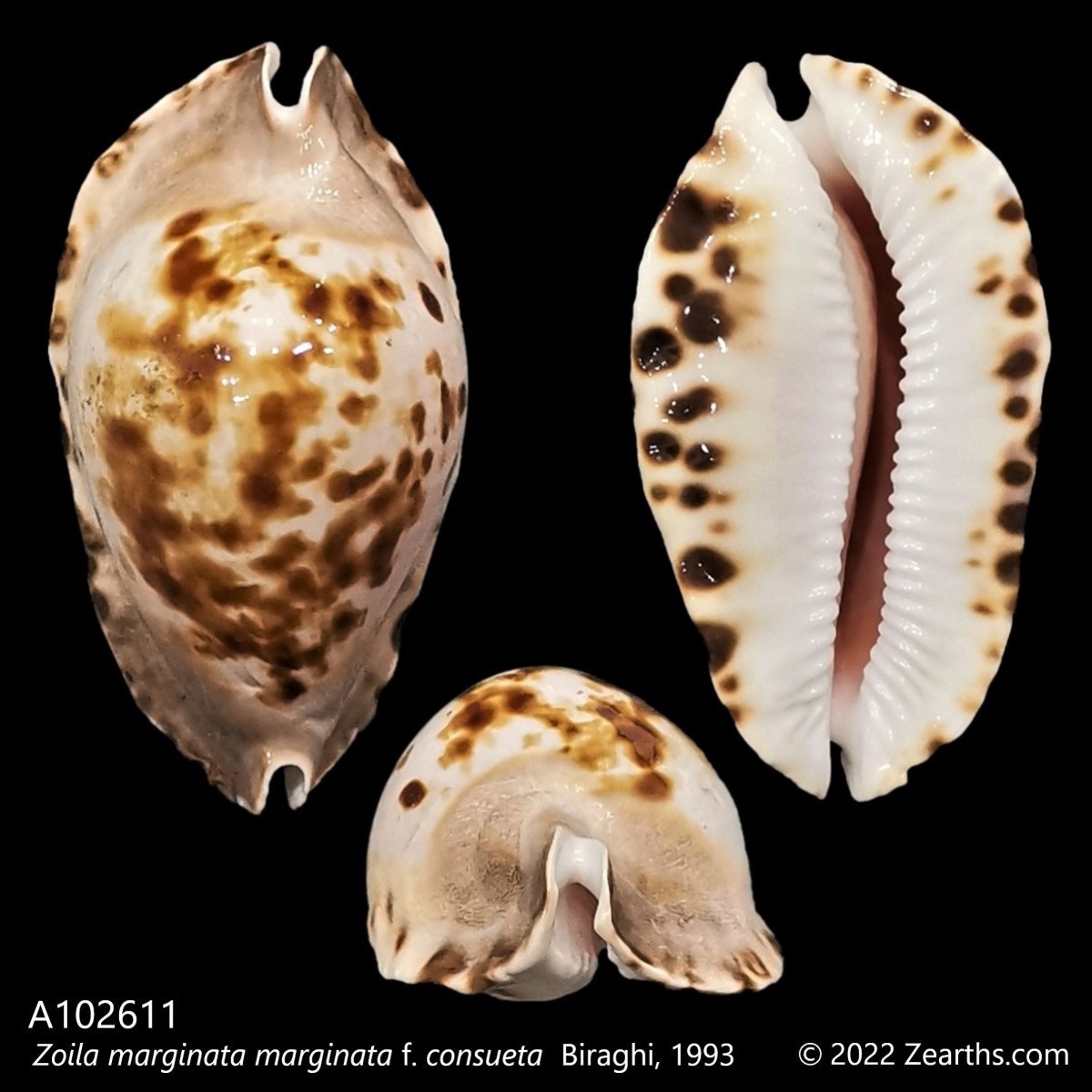 [A102611] Zoila marginata marginata f. consueta Biraghi, 1993 – Zearth's Collections