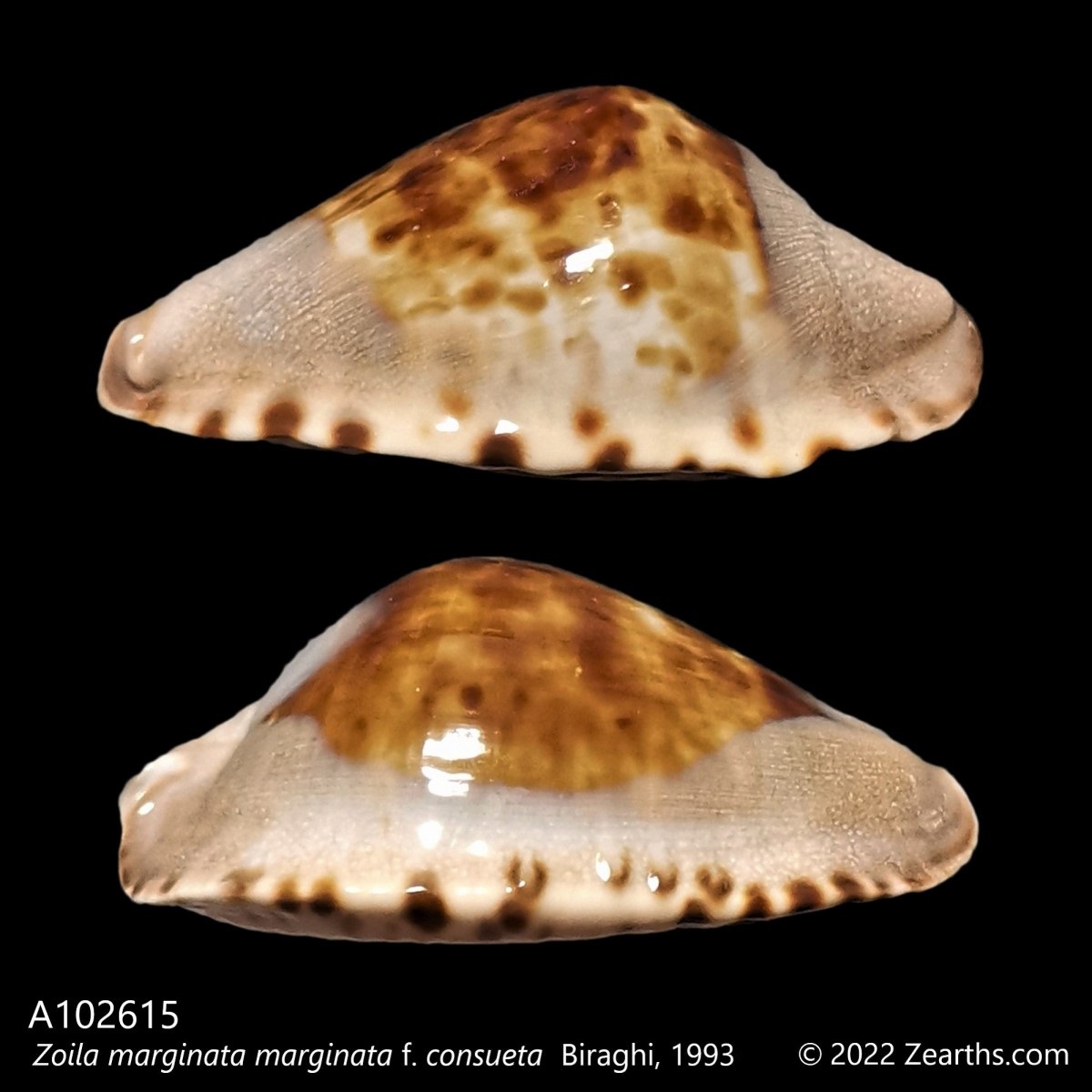 [A102615] Zoila marginata marginata f. consueta Biraghi, 1993 – Zearth's Collections