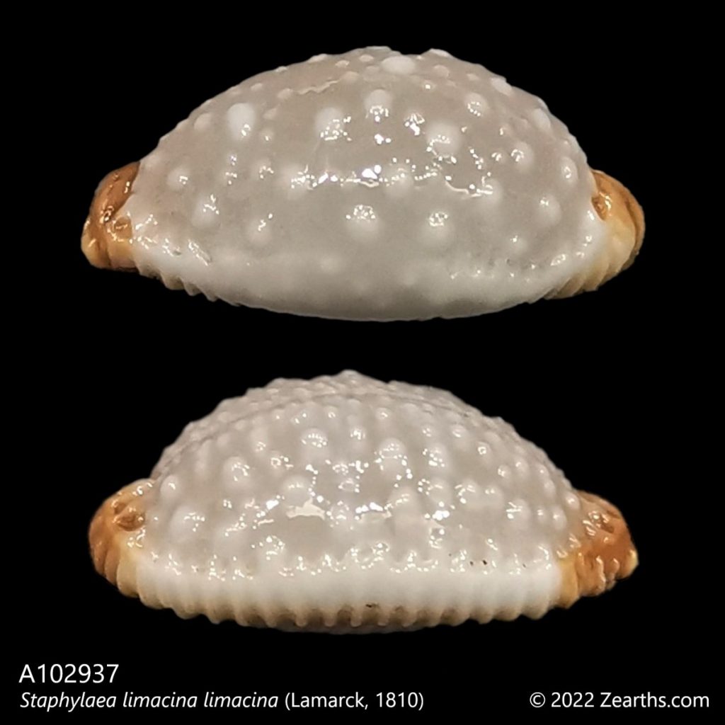 [A102937] Staphylaea limacina limacina (Lamarck, 1810) – Zearth's Collections