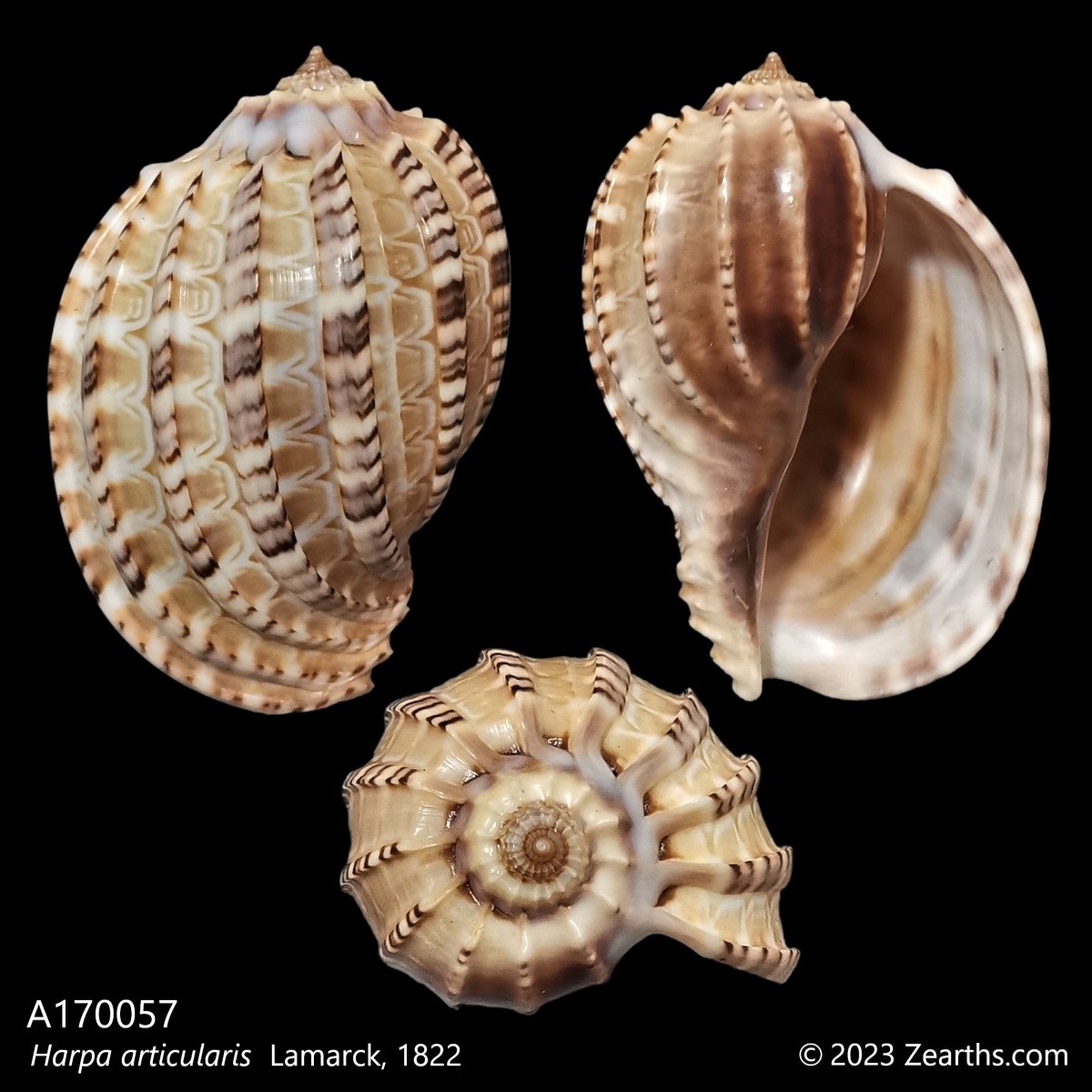 [A170057] Harpa articularis Lamarck, 1822 – Zearth's Collections