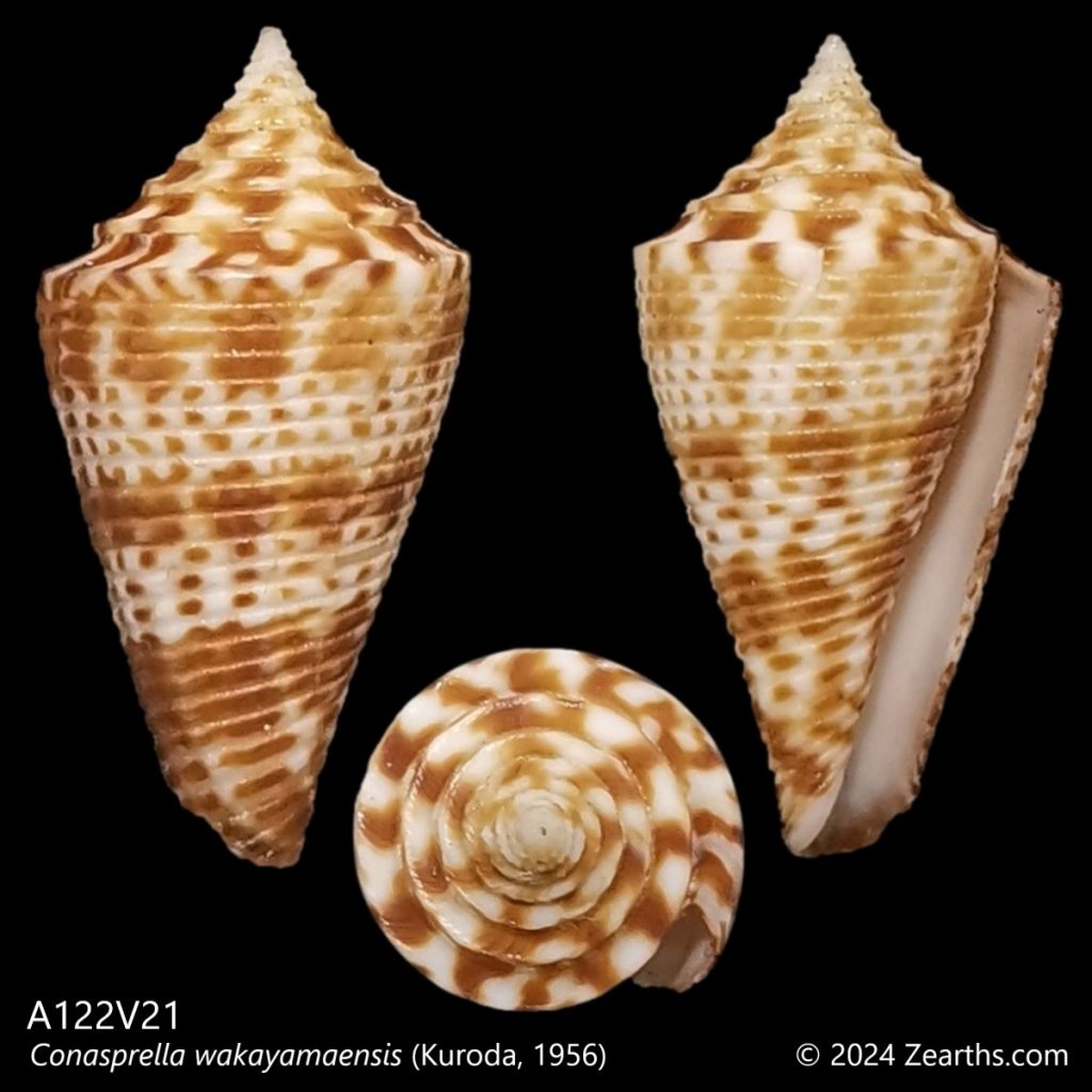 [A122V21] Conasprella wakayamaensis (Kuroda, 1956) – Zearth's Collections