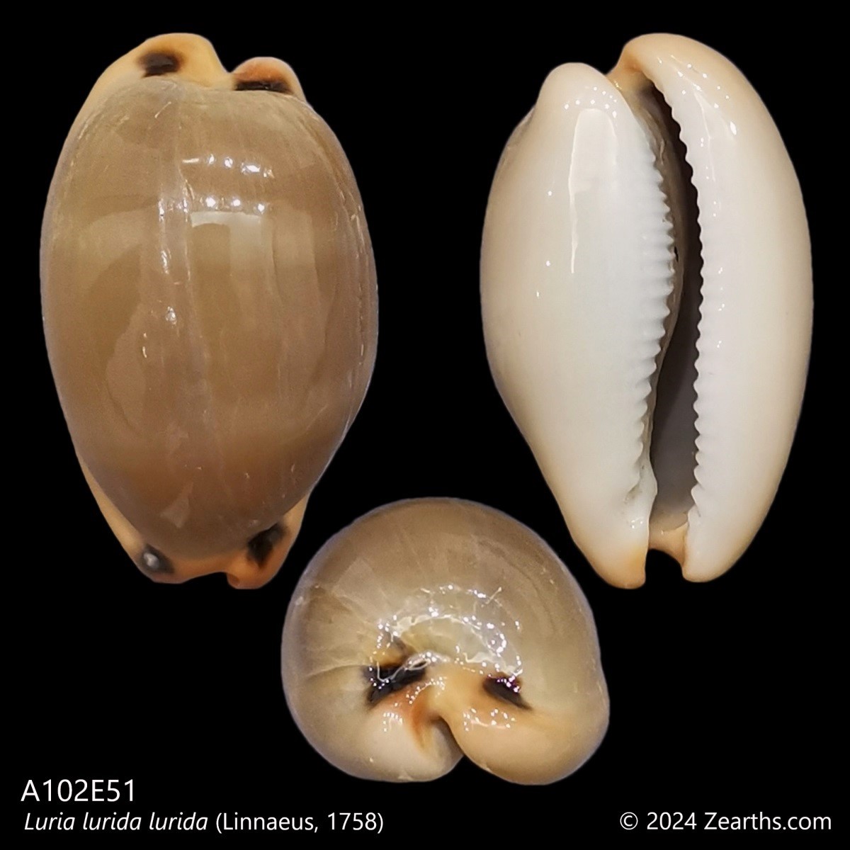 [A102E51] Luria lurida lurida (Linnaeus, 1758) – Zearth's Collections