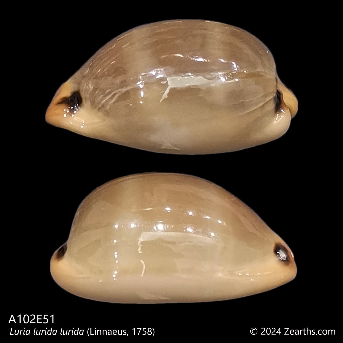 [A102E51] Luria lurida lurida (Linnaeus, 1758) – Zearth's Collections