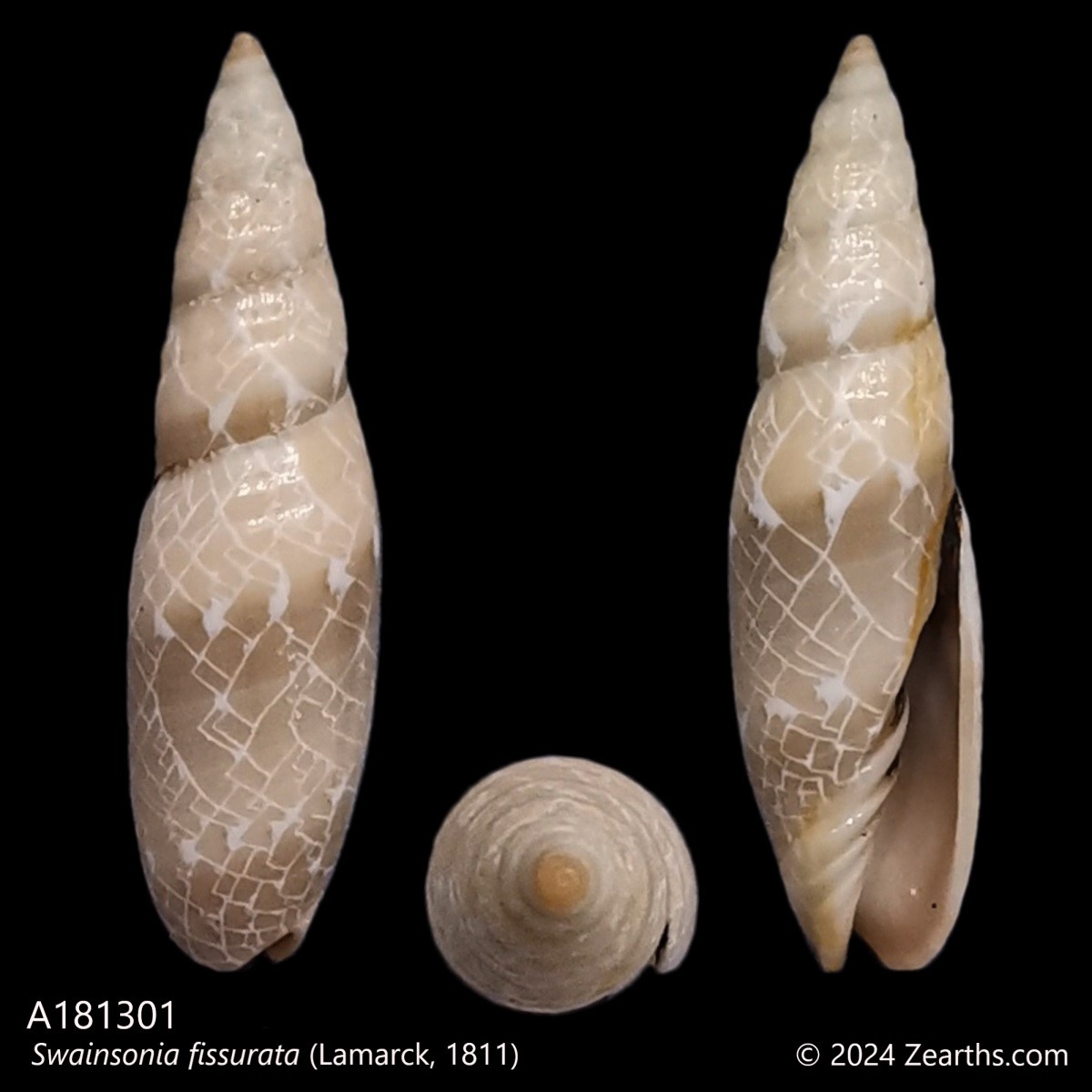 [A181301] Swainsonia fissurata (Lamarck, 1811) – Zearth's Collections