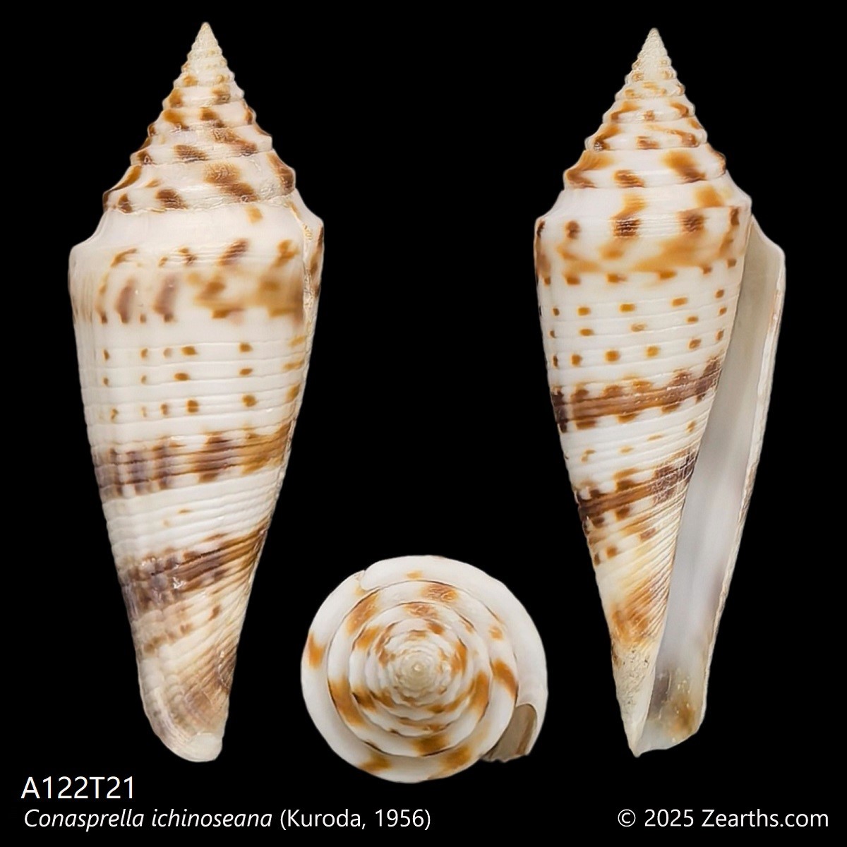 [A122T21] Conasprella ichinoseana (Kuroda, 1956) – Zearth's Collections