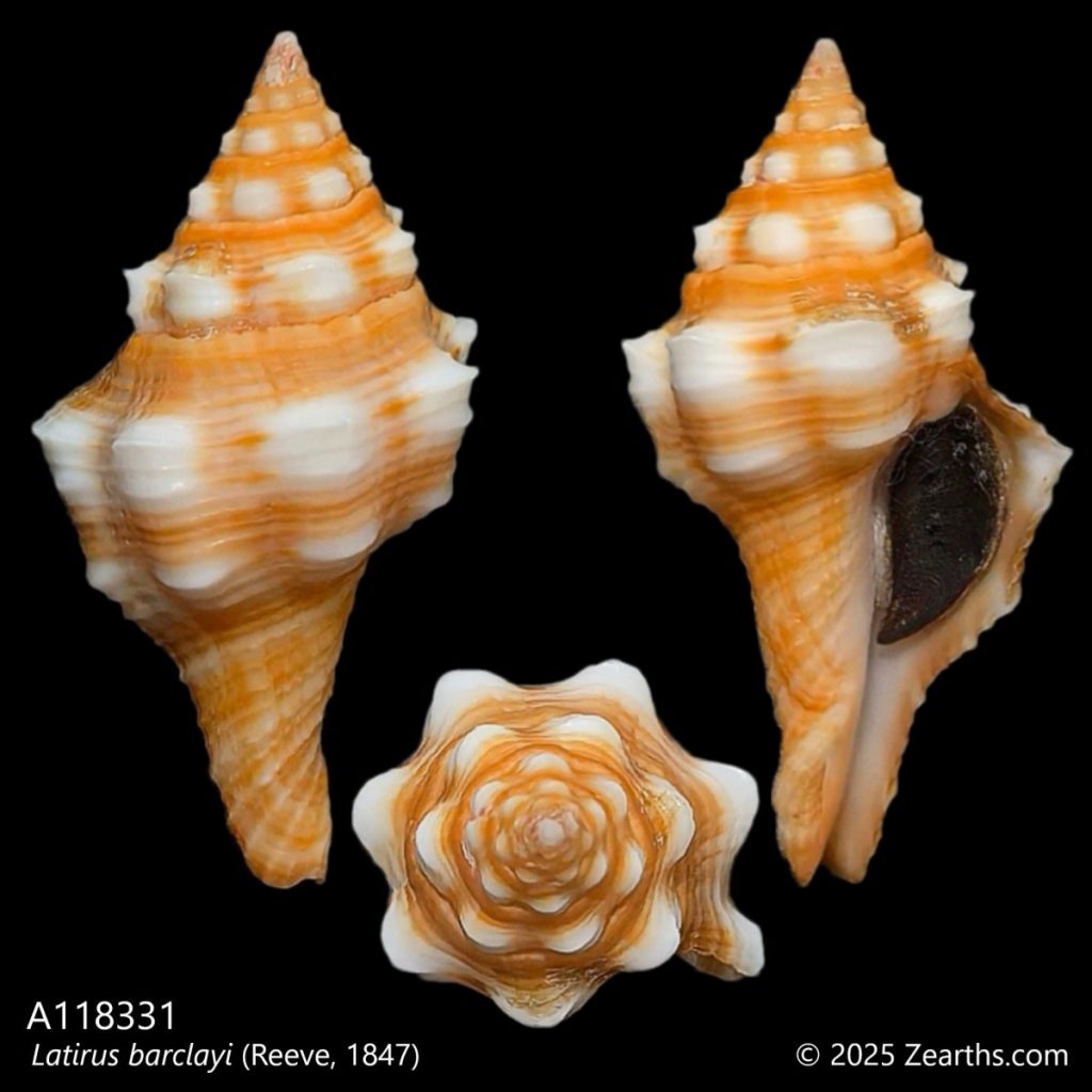 Fasciolariidae etc. – Page 2 – Zearth's Collections