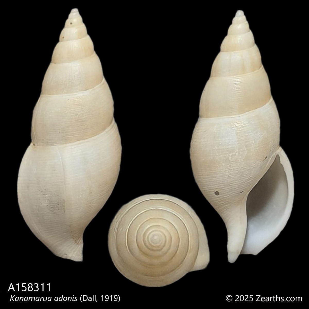 [A158311] Kanamarua adonis (Dall, 1919) – Zearth's Collections