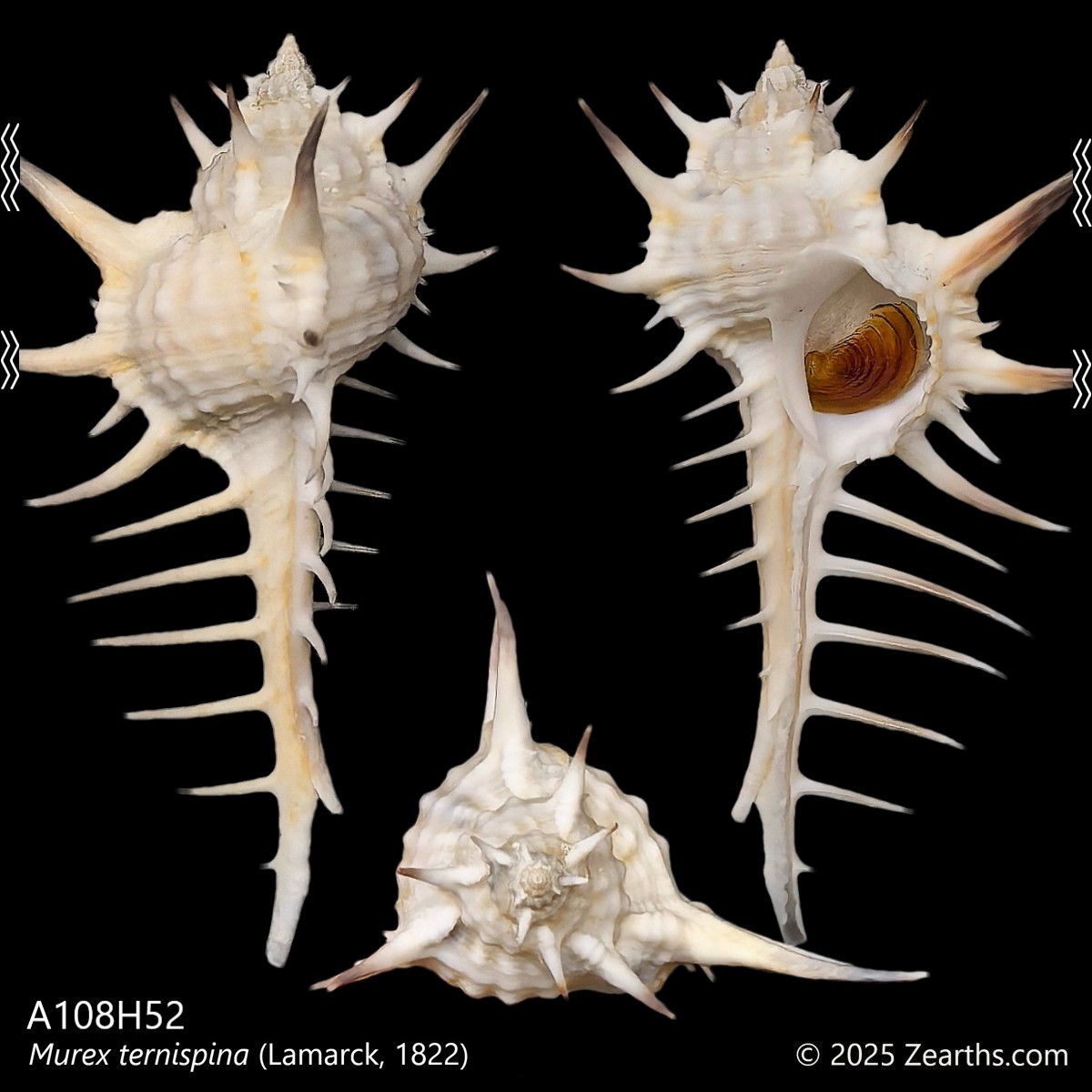 [A108H52] Murex ternispina Lamarck, 1822 – Zearth's Collections