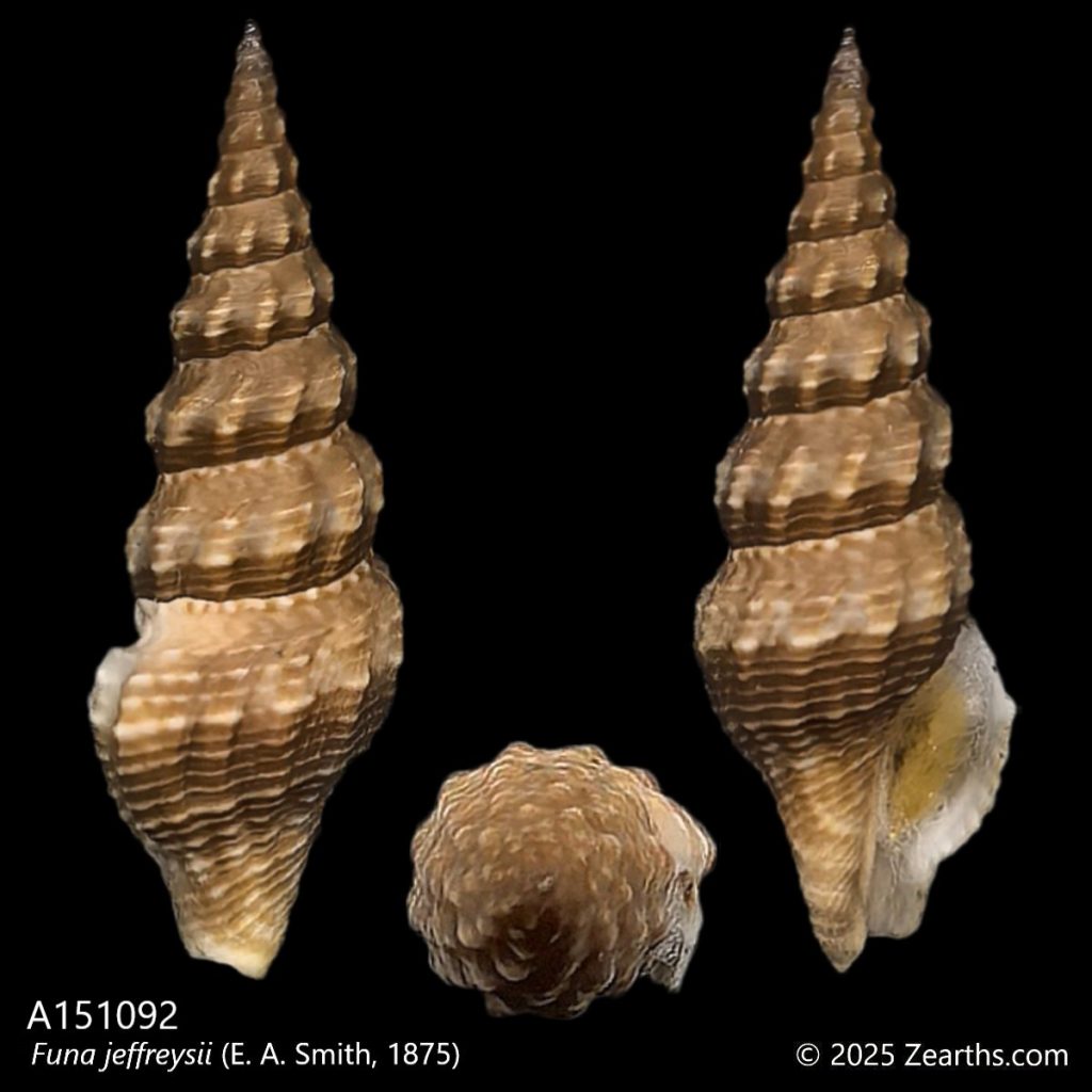 [A151092] Funa jeffreysii (E. A. Smith, 1875) – Zearth's Collections