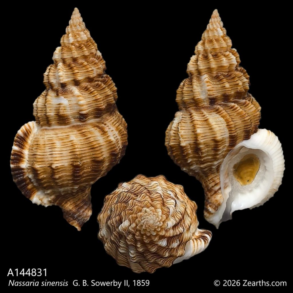[A144831] Nassaria sinensis G. B. Sowerby II, 1859 – Zearth's Collections