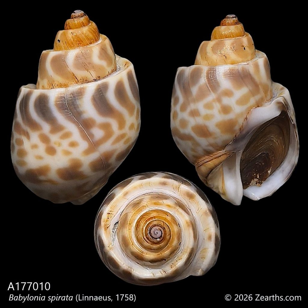 [A177010] Babylonia spirata (Linnaeus, 1758) – Zearth's Collections